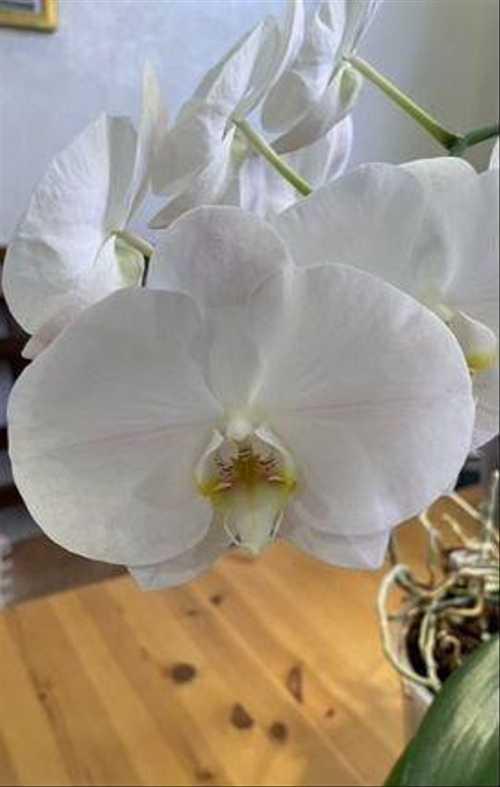 Орхидея фаленопсис грандифлора
