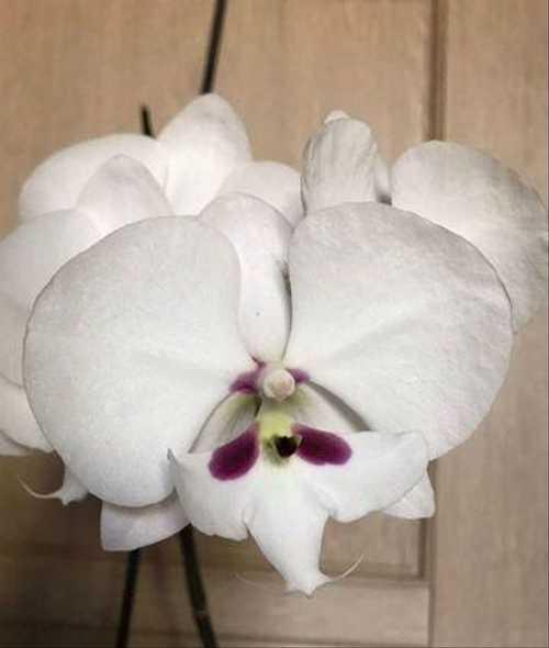 Орхидея фаленопсис биг лип Reyoung Prince