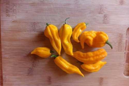 Перец острый Bhut Jolokia
