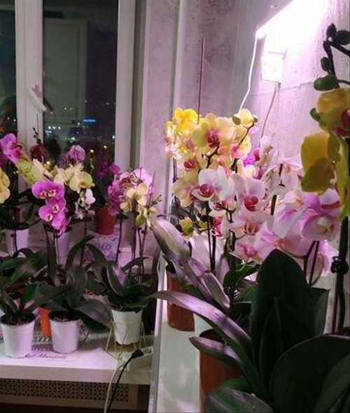 Орхидеи в ассортименте, много разные