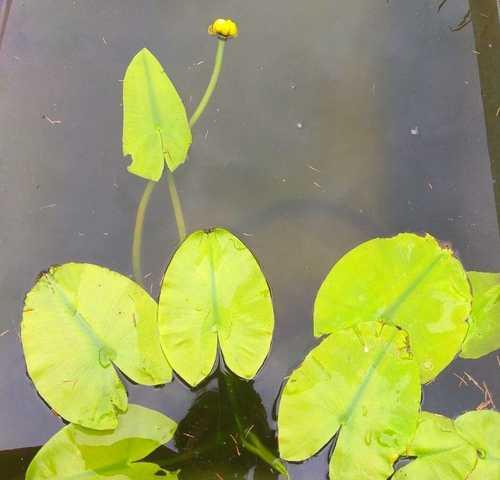Лилия водяная (кубышка жёлтая)