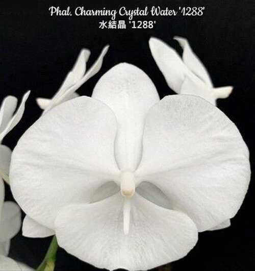 Орхидея Phal. Charming Crystal Water '1288'