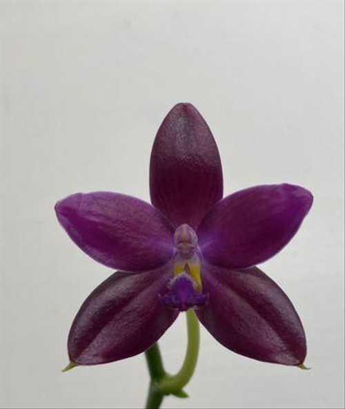 Фаленопсис S-169 Phal. YangYang Blueberry indigo