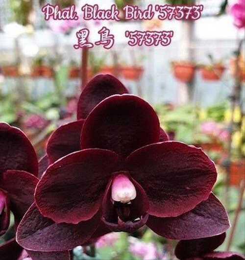 Орхидея Phal. Black Bird