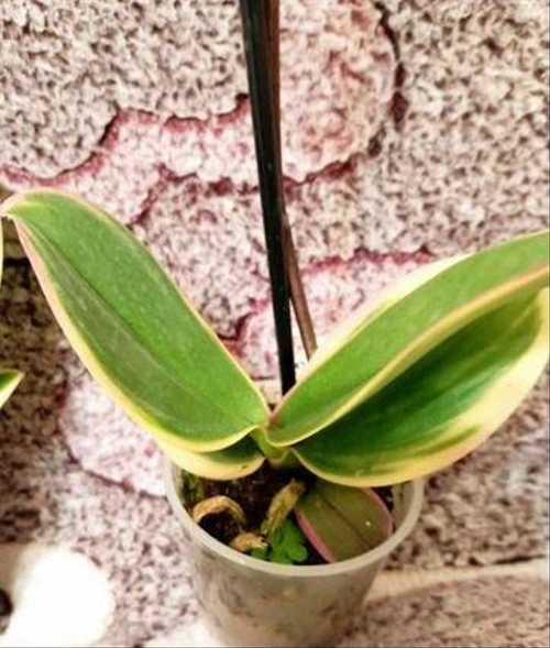 Орхидея фаленопсис Сого кофе, mini