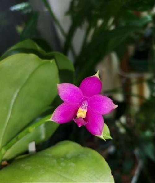 Орхидея фаленопсис phal Samera blue x Purple Marti