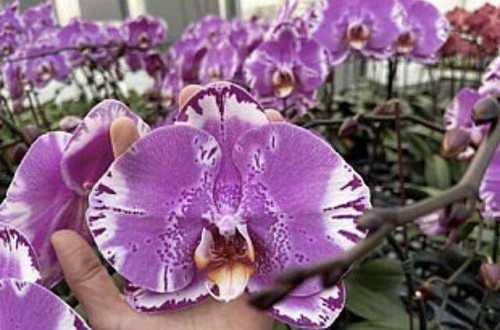Орхидея фаленопсис гигант Викторио