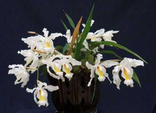 Орхидея Целогина Кристата (Celogyne Cristata)