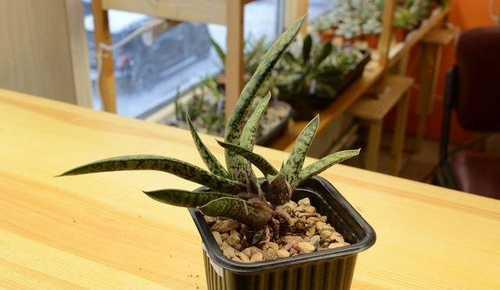 Gasteria sp. (Гастерия) (SCT28594)