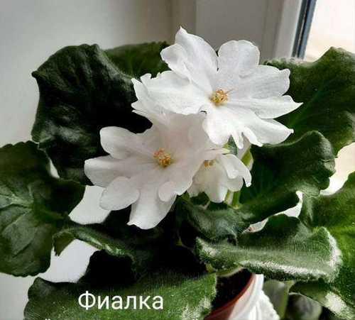 Цвнтущие Фиалки