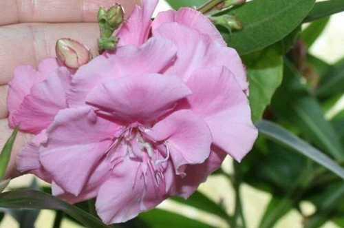 Олеандр розовый махровый