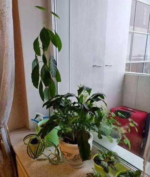 Комнатные растения