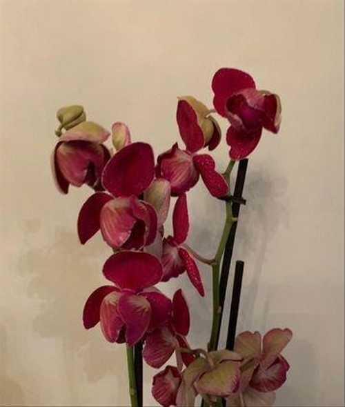 Орхидея фаленопсис пилорик Кимоно