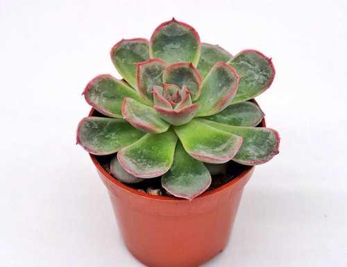 Эхеверия пулидонис (Echeveria pulidonis)