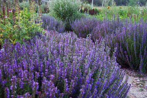 Иссоп, медуница, Купена и др. В городе