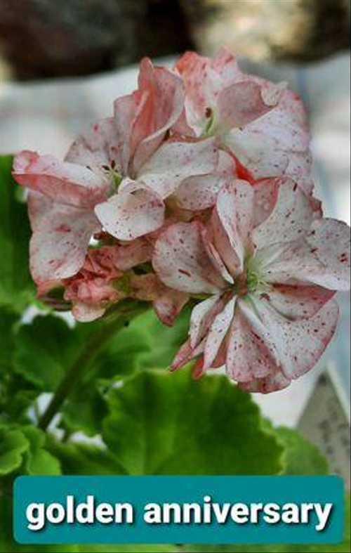 Пеларгонии сортовые