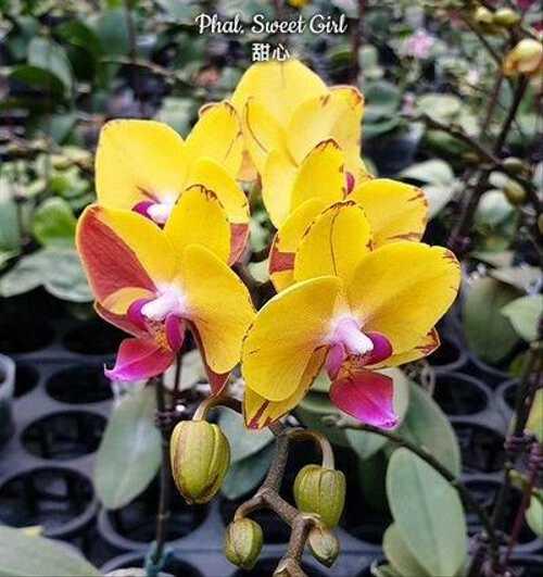 Орхидея фаленопсис Phal. Sweet Girl