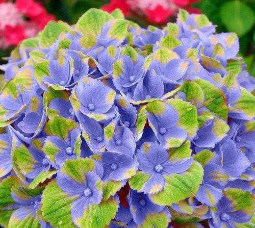 Гортензия Magical Amethyst blue Меджикал Аметист