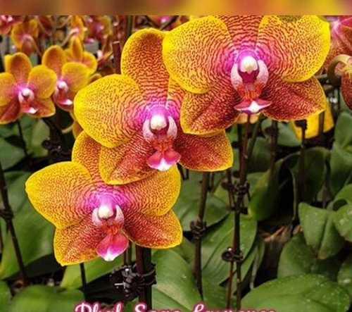 Орхидея Лаврентий
