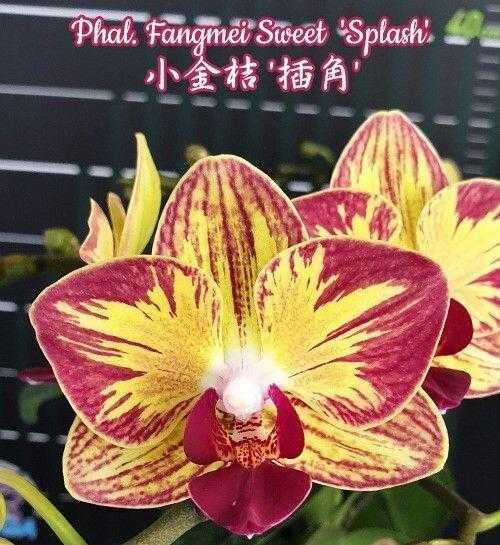 Орхидея Phal. Fangmei Sweet 'Splash' B44 2.5"