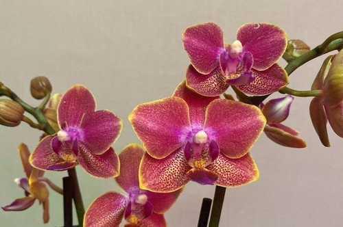 Sogo super орхидея мультифлора (Сого Супер)