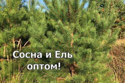 Елки, Сосны Новогодние Рождественские живые оптом