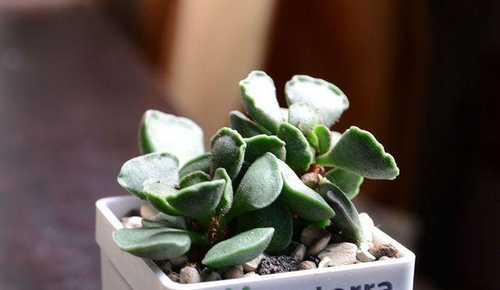 Adromischus cristatus (Адромискус) (SCT27407)