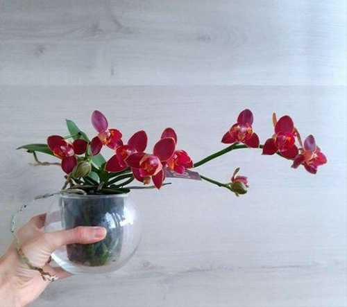 Орхидея Ароматная пелорик 95522 Фаленопсис ампельн