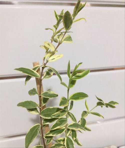 Мирт вариегатный мелколистный(Myrtus Variegata)