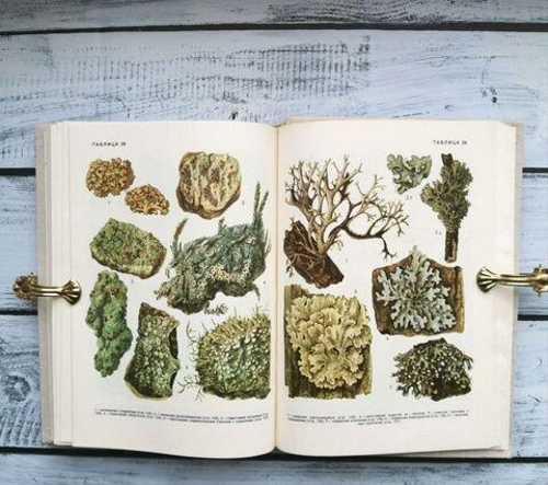 Ботаническая винтажная книга 1978г водоросли