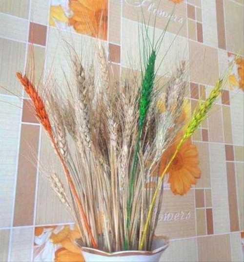 Пшеница сухоцвет натуральная и цветная