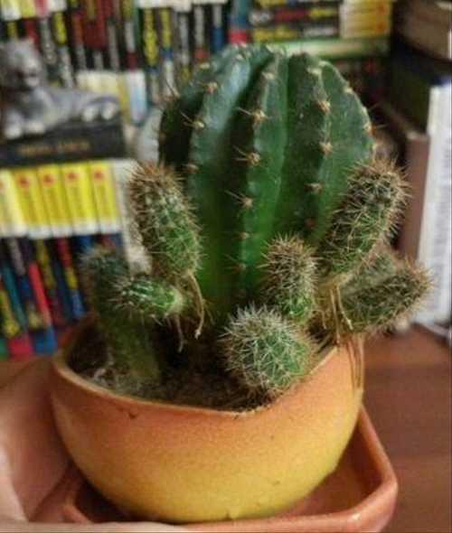 Cactus спб. Многодетный Кактус.