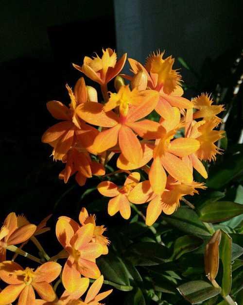 Орхидея Эпидендрум