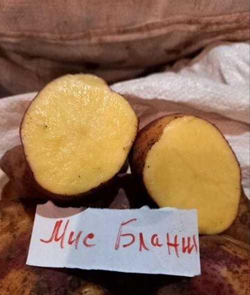 Семенной цветной картофель