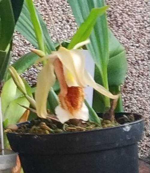 Орхидея coelogyne speciosa var. salmonicolor