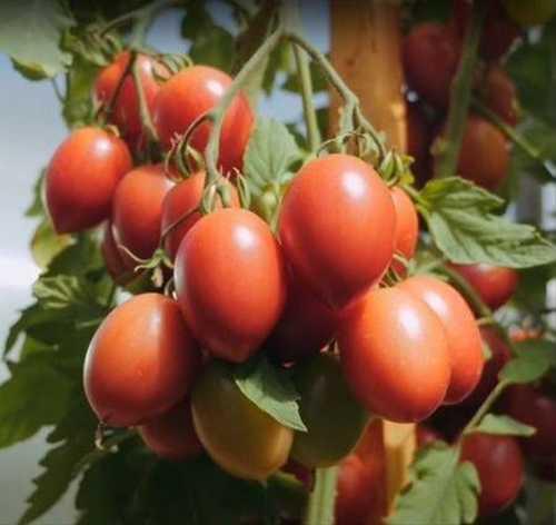 Рассада томатов помидор селекционных