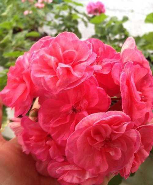 Jagershus falej сортовая пеларгония новинка