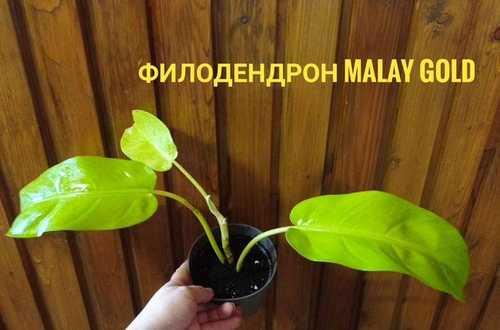 Филодендрон Malay gold