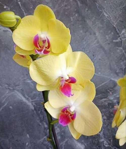 Орхидея фаленопсис Limelight желтая