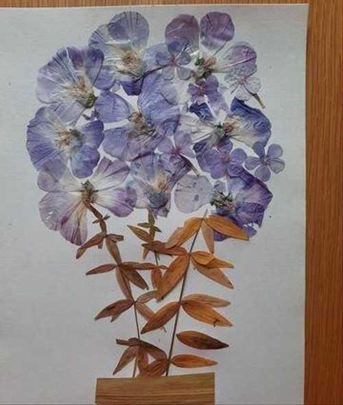 Ошибана, гербарий, сухие цветы