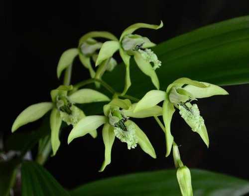 Орхидея Coelogyne pandurata