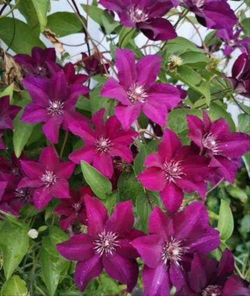 Клематис Стасик