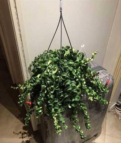 Эсхинантус, редкое растение, цветущий