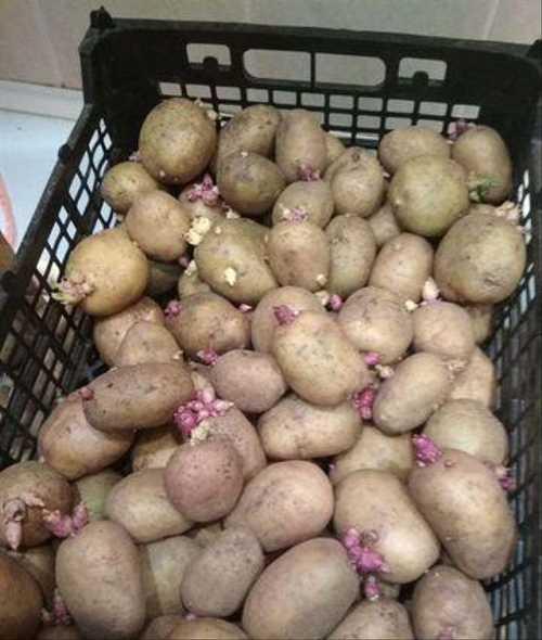 Семенной картофель