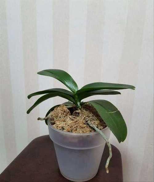 Орхидея Фаленопсис Yen Shuai "Sweet Girl"