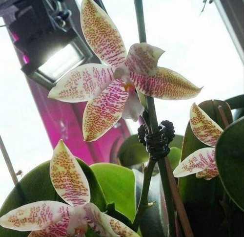 Орхидея фаленопсис Hierogliphica big