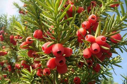 Саженцы тис ягодный, Taxus baccata, красное дерево