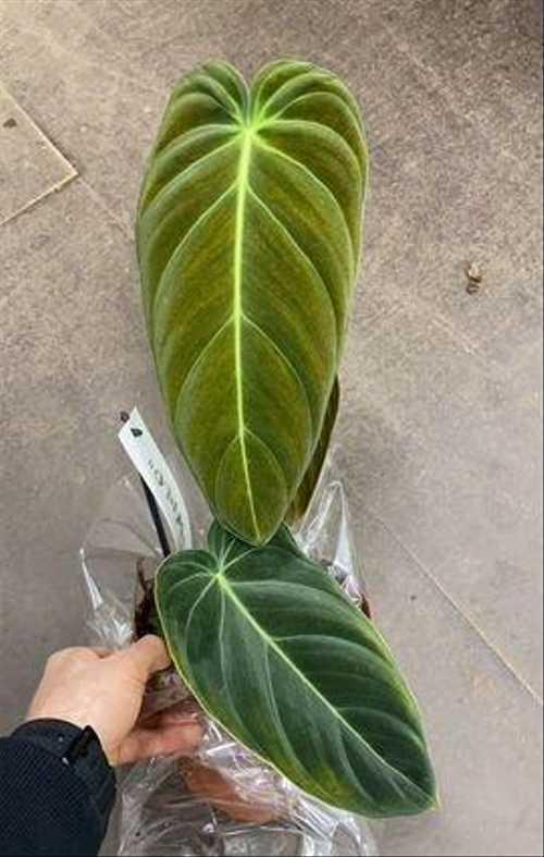 Филодендрон меланохризум philodendron melanochrysu