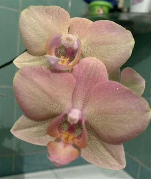 Орхидея фаленлпсис Цветущий Легато