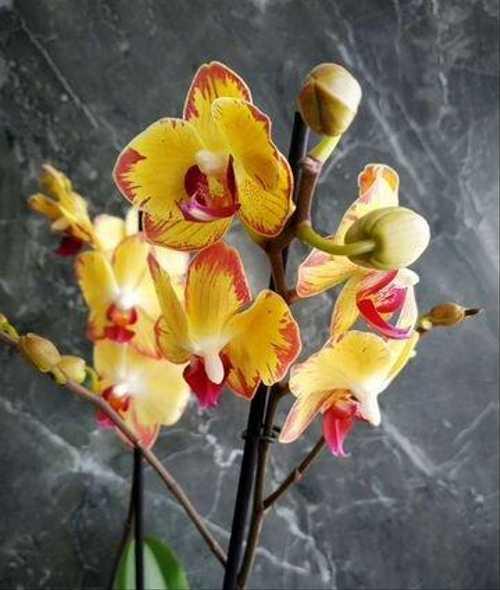 Орхидея фаленопсис Papagayo (попугай)